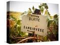 'Vineyards' Photographic Print - Ian Shive | AllPosters.com