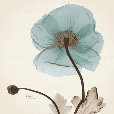 'Iceland Poppy Blue' Photographic Print - Albert Koetsier | AllPosters.com