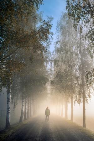 'Idyllic landscape with walking man, birch alley, beautiful morning fog ...