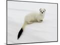 'Stoat in White Winter Coat, Kronotsky Zapovednik, Kamchatka, Far East ...
