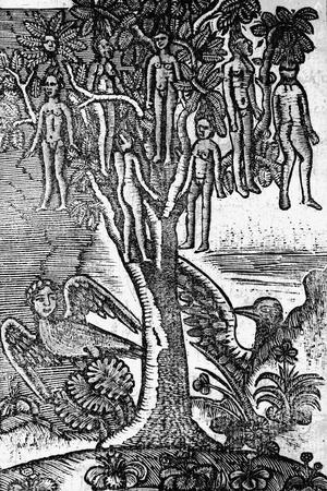 'Illus of Wak Wak Tree W/Human Fruit' Giclee Print | AllPosters.com