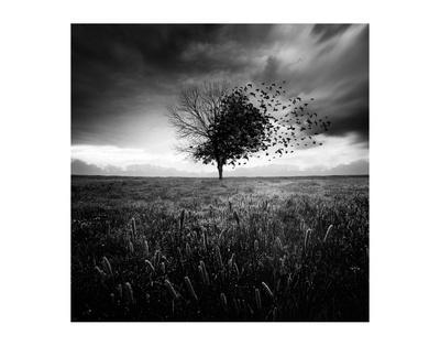 'Illusion of a Lost Spring' Posters | AllPosters.com