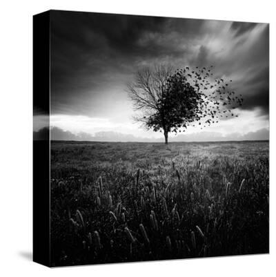 'Illusion of a Lost Spring' Stretched Canvas Print | AllPosters.com