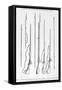 'Illustration of 18Th-Century Rifles and Other Weapons' Giclee Print ...