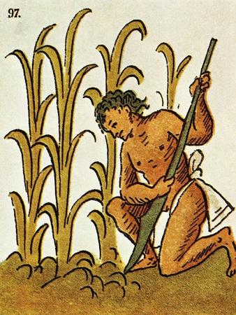 'Illustration of an Aztec Man Cultivating Crops from the Florentine ...