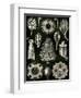 'Illustration of Calcispongiae by Ernst Haeckel' Giclee Print ...