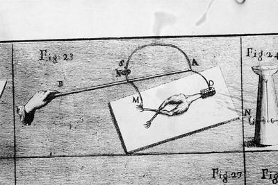 'Illustration of Galvani's Frog Leg Experiment' Giclee Print | AllPosters.com