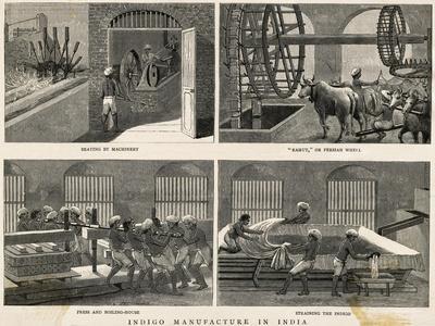 'Illustration of Indigo Manufacturing Process in India' Giclee Print ...