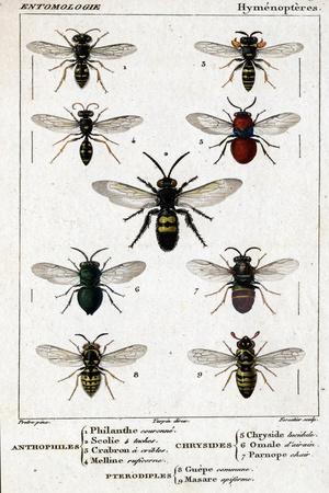 'Illustration of Members of the Hymenoptera Order' Giclee Print ...