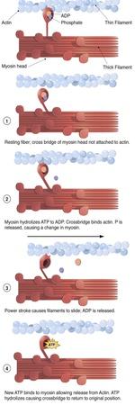 'Illustration of Muscle Contraction (With Labels)' Prints | AllPosters.com