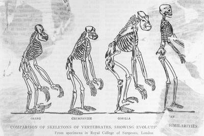 Illustration Showing Evolution of Man Giclee Print | AllPosters.com