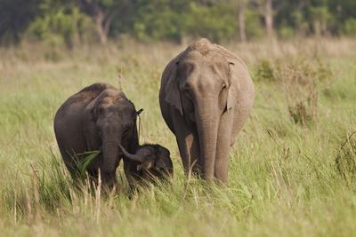 'Indian Asian Elephant Family in the Savannah, Corbett NP, India ...