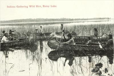 'Indians Gathering Wild Rice in Canoes' Prints | AllPosters.com