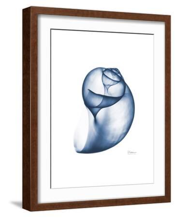 'Indigo Water Snail' Posters - Albert Koetsier | AllPosters.com