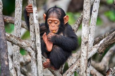 'Infant Chimpanzee sitting in mangrove tree eating fruit, Africa ...