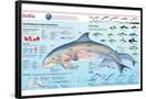 'Infografía De La Anatomía, Hábitat Y Cría Del Delfín Mular Y De La ...