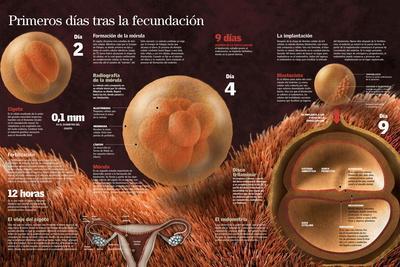 'Infografía De La Evolución Del Cigoto En El Útero Y Su Implantación En ...