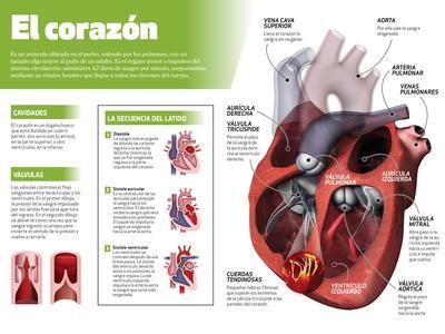 'Infografía Del Corazón, Órgano Motor Del Sistema Circulatorio' Posters ...