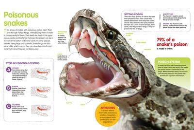 'Infographic About Poisonous Snakes: its Way of Injecting Poison, and ...