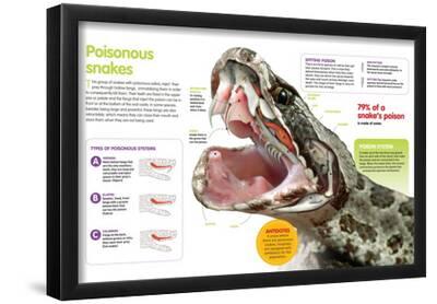 'Infographic About Poisonous Snakes: its Way of Injecting Poison, and ...