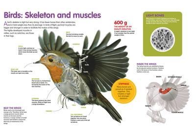 'Infographic About the Body Structure of Birds, from their Skeleton to ...