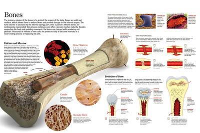 'Infographic About the Bones, their Formation, Growth and Regeneration ...
