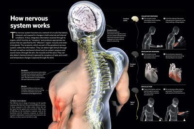 Infographic Nervous System