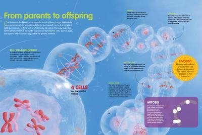 'Infographic About the Process of Cell Division, Meiosis' Posters ...