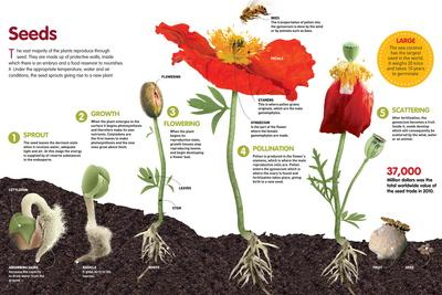 'Infographic About the Process of Transformation from a Seed to a Plant ...