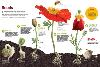 'Infographic About the Process of Transformation from a Seed to a Plant ...