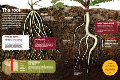 'Infographic About the Roots of Plants: What They Are, What their ...