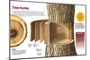 'Infographic About the Trunk of Trees: its Internal Structure and their ...