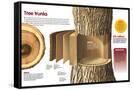'Infographic About the Trunk of Trees: its Internal Structure and their ...