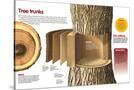 'Infographic About the Trunk of Trees: its Internal Structure and their ...