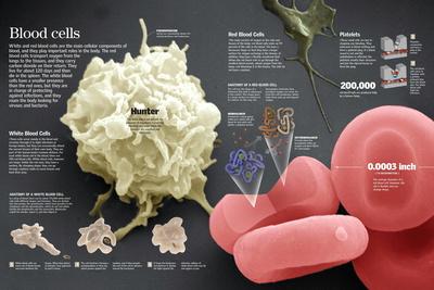 'Infographic of Red and White Blood Cells and their Function' Photo ...