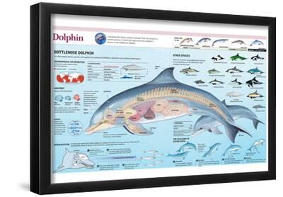 'Infographic of the Anatomy, Habitat and Bottlenose Dolphin Breeding ...