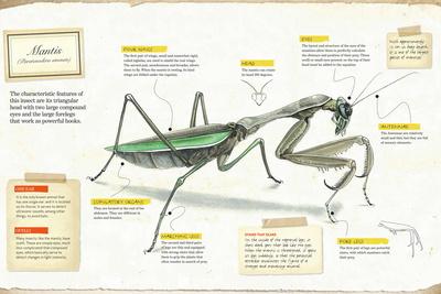 Praying Mantis Anatomy