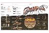 'Infographic of the Ant, the Nest Construction and the Organization of ...