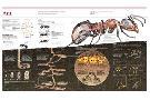 Infographic of the Ant, the Nest Construction and the Organization of ...
