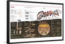 Infographic of the Ant, the Nest Construction and the Organization of ...