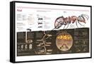 'Infographic of the Ant, the Nest Construction and the Organization of ...