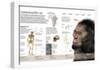 'Infographic of the Australopithecus, One of the First Bipedal Hominids ...