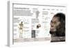 'Infographic of the Australopithecus, One of the First Bipedal Hominids ...