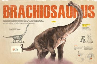 'Infographic of the Brachiosaurus. Herbivorous Dinosaur from the ...