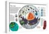 'Infographic of the Composition of the Human Cell and the Principal ...