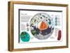 'Infographic of the Composition of the Human Cell and the Principal ...