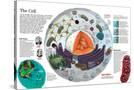 'Infographic of the Composition of the Human Cell and the Principal ...