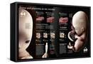 'Infographic of the Fetal Development and Placenta Up to the 60th Day ...