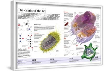'Infographic of the First Forms of Life on Earth, 4.500 Million Years ...