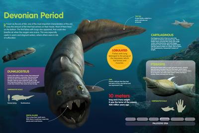 Cartilaginous Fish Devonian